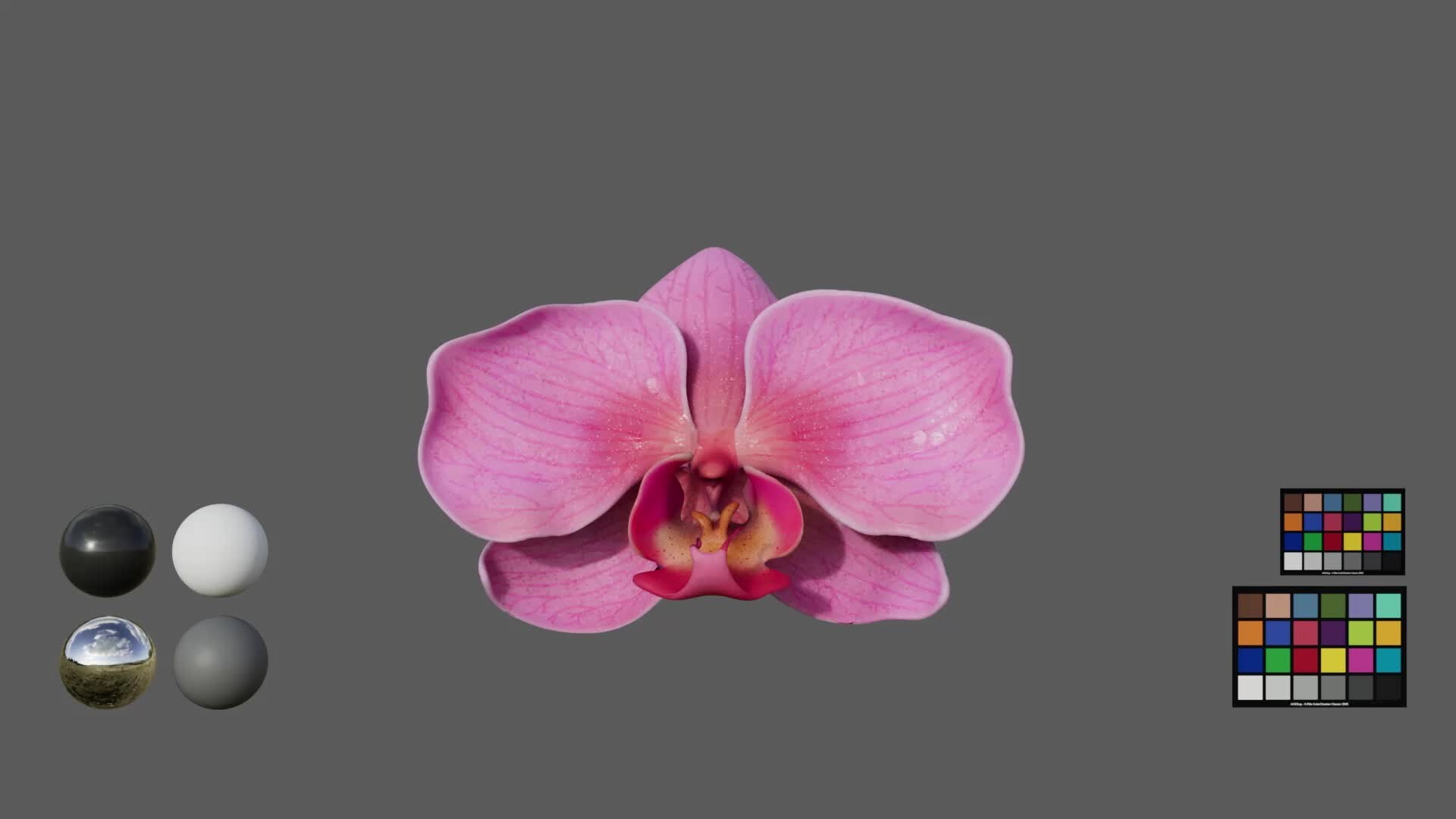 ArtStation - Supporting Orchids - Flora & Fauna