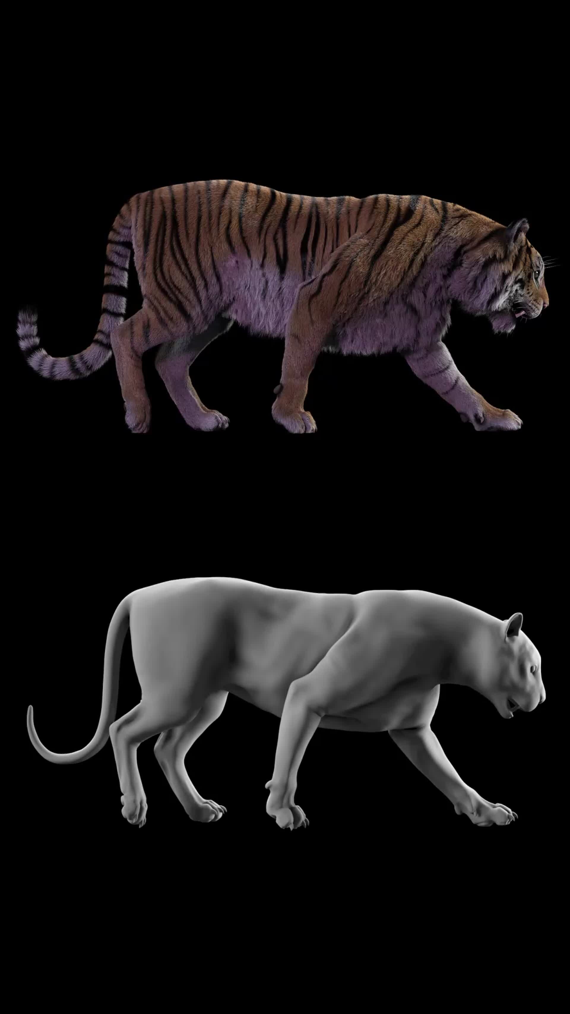 ArtStation - 3d tiger animation