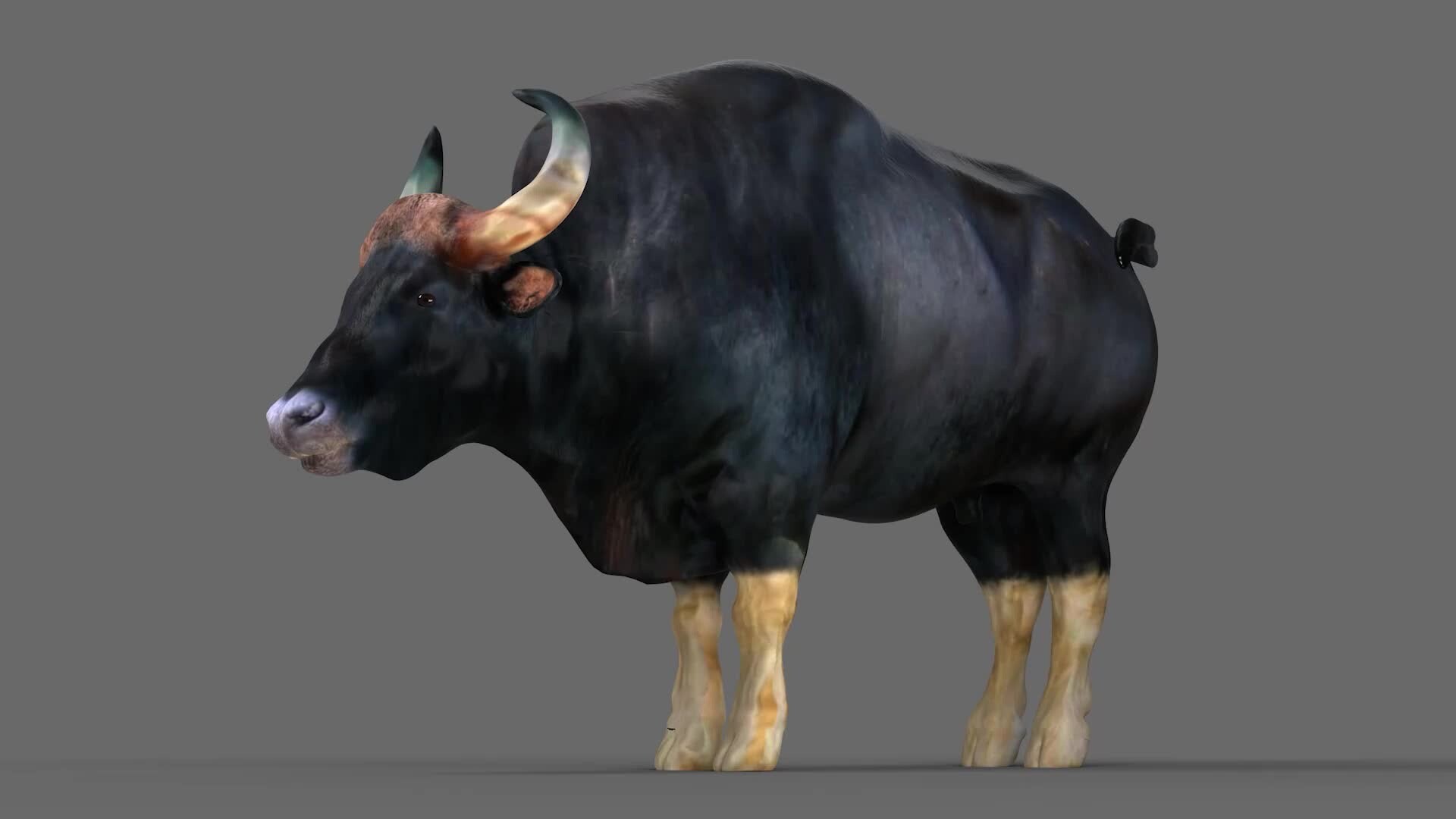 ArtStation - THE INDIAN GAUR (3D ANIMATION WORKFLOW)