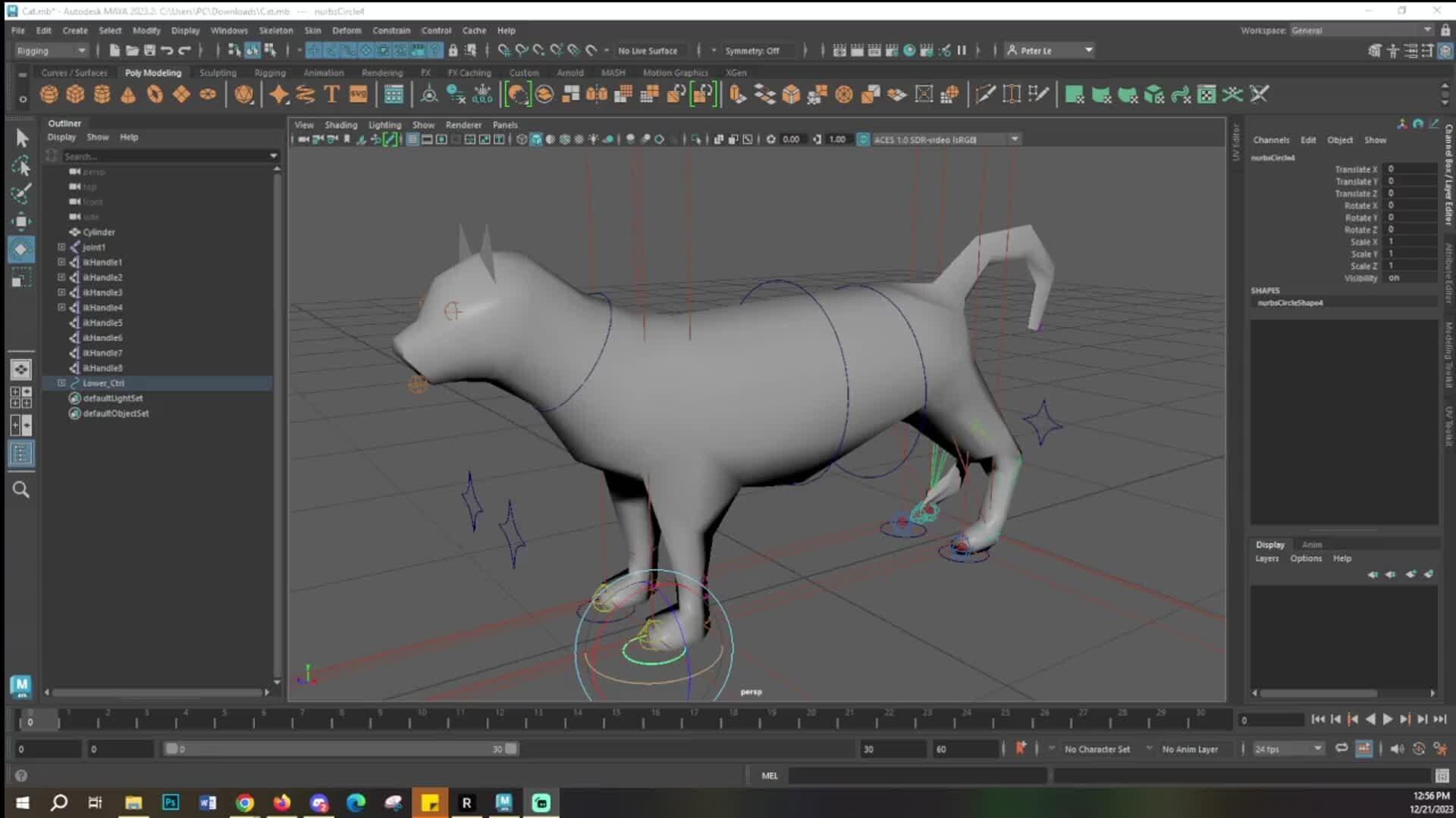 ArtStation - Cat Rigging