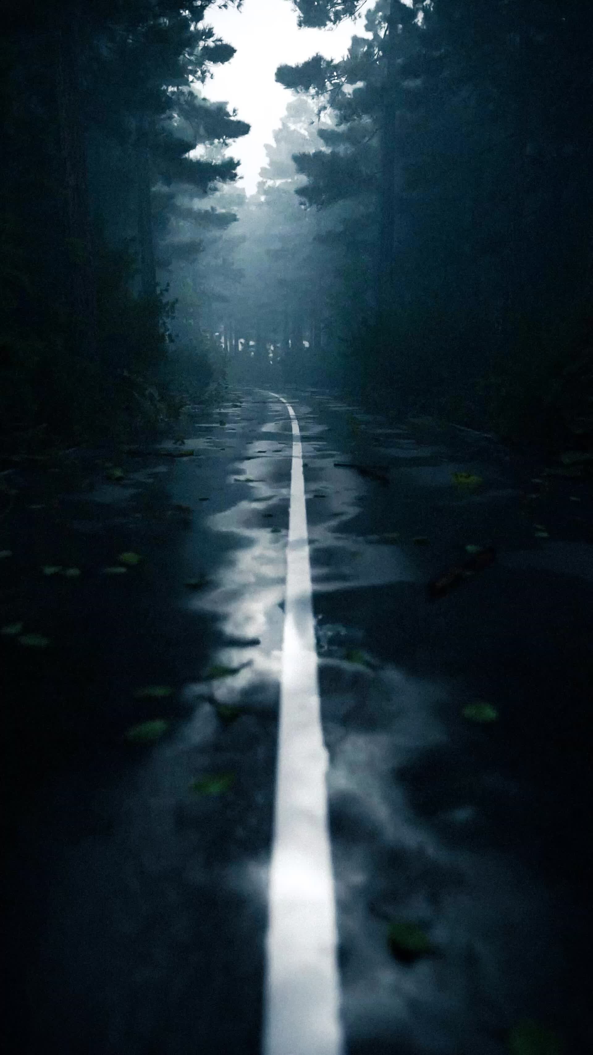 ArtStation - Dark Forest Road Animation