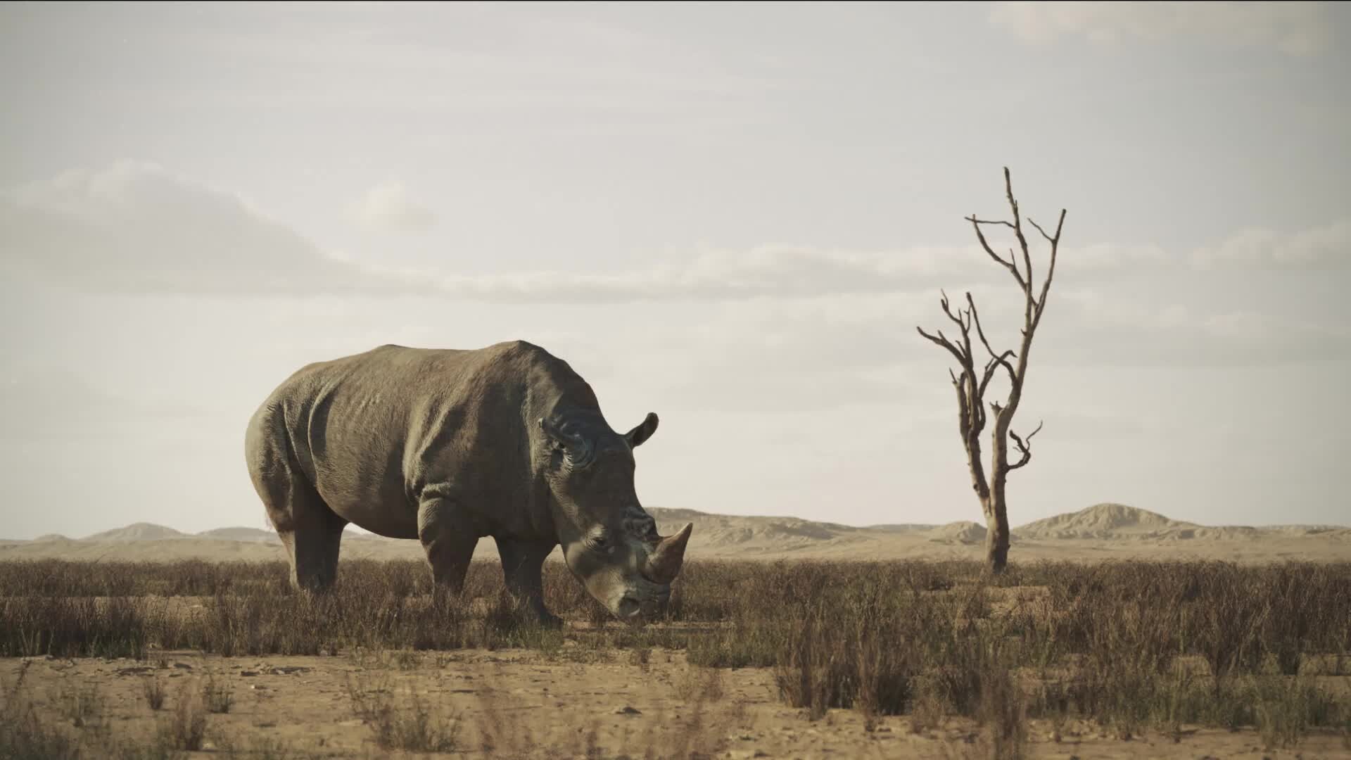 ArtStation - Animated Rhino