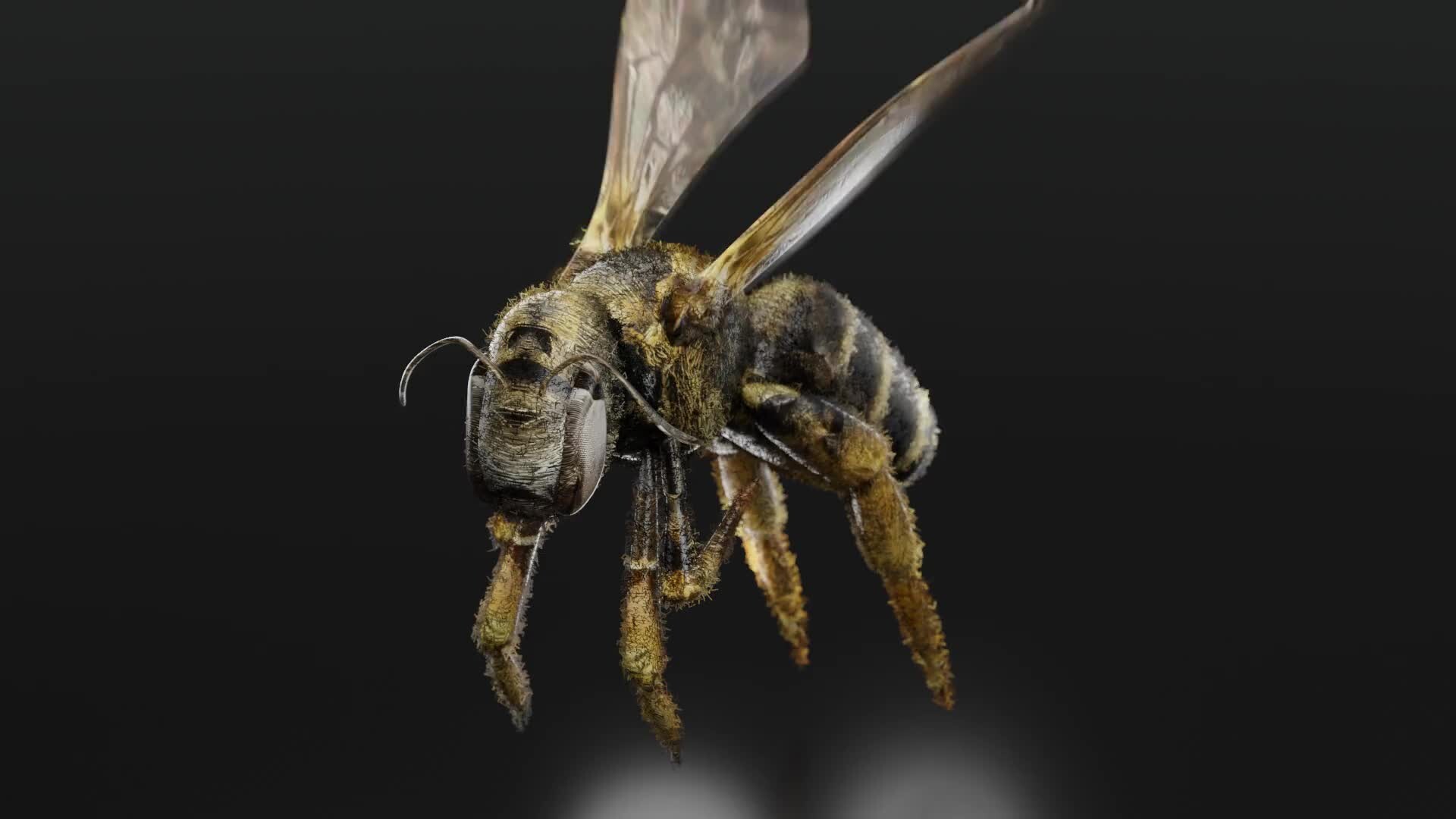 ArtStation - a bee animated(modeling ,particle system,textures)