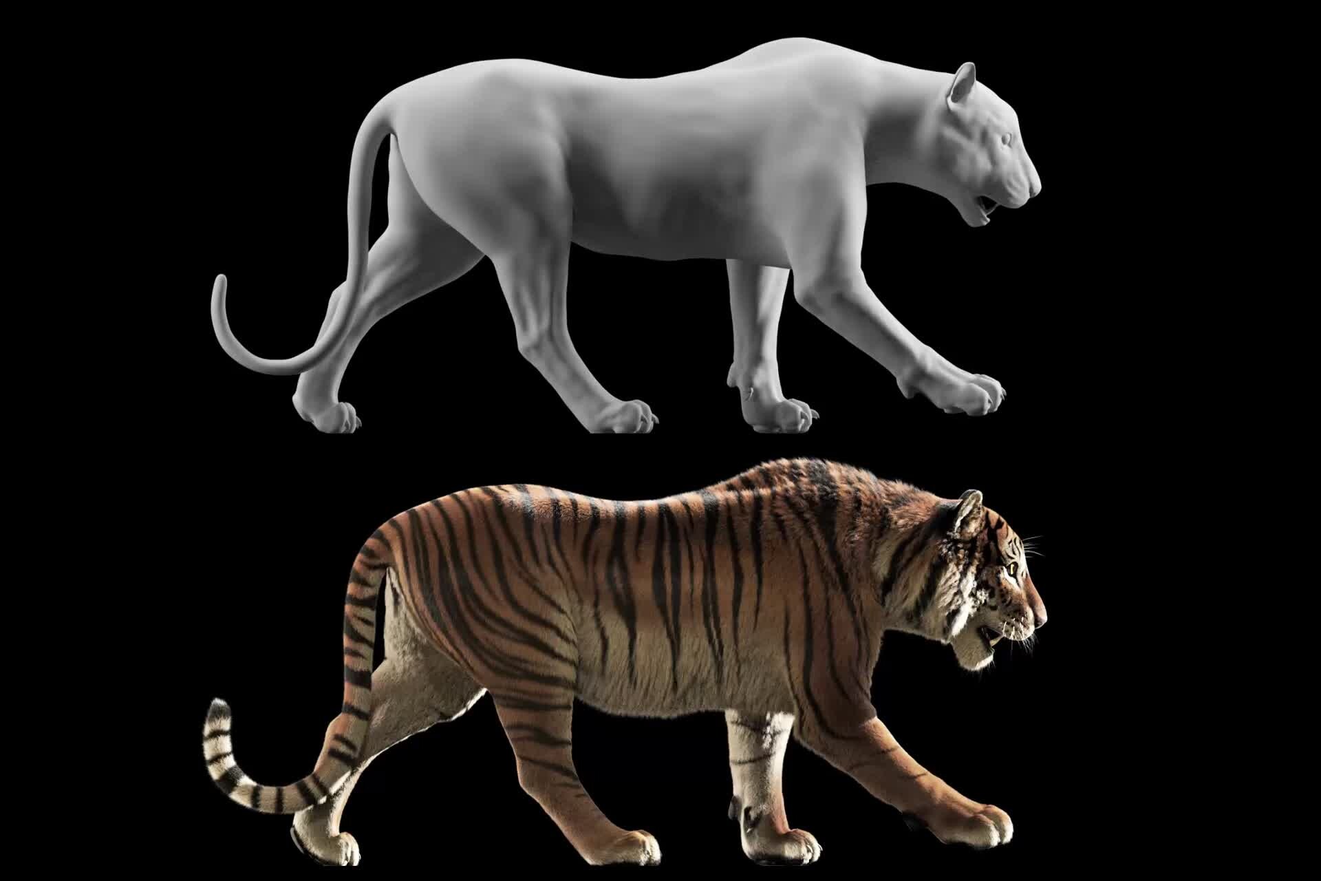 ArtStation - 3d tiger animation