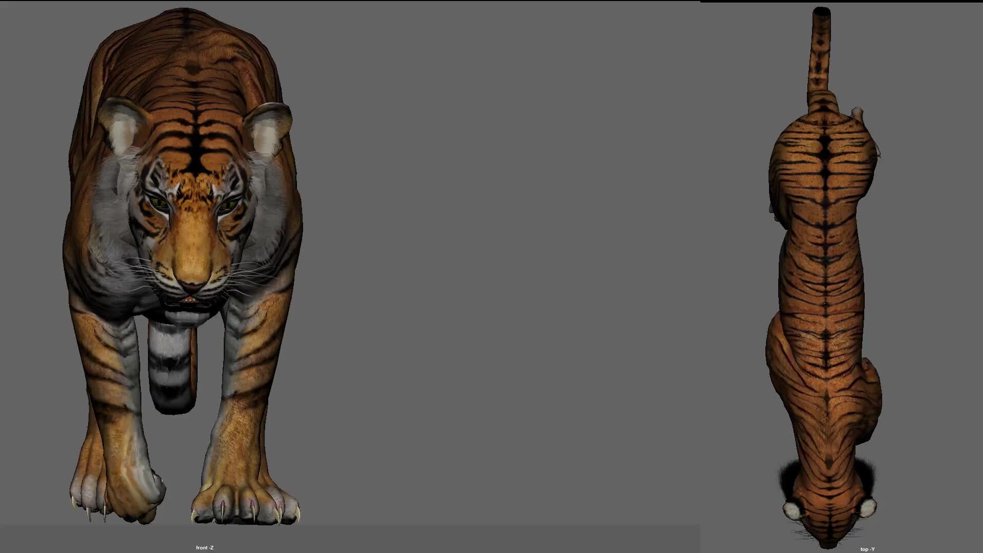 ArtStation - Tiger Walk Cycle