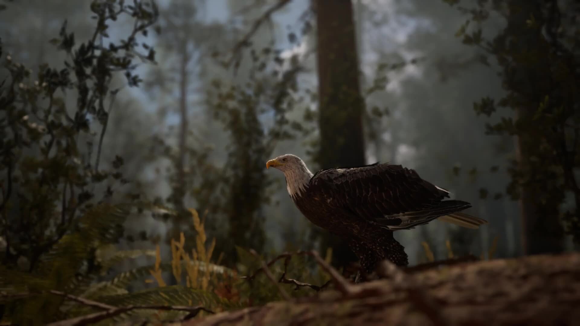 ArtStation - Eagle Eye