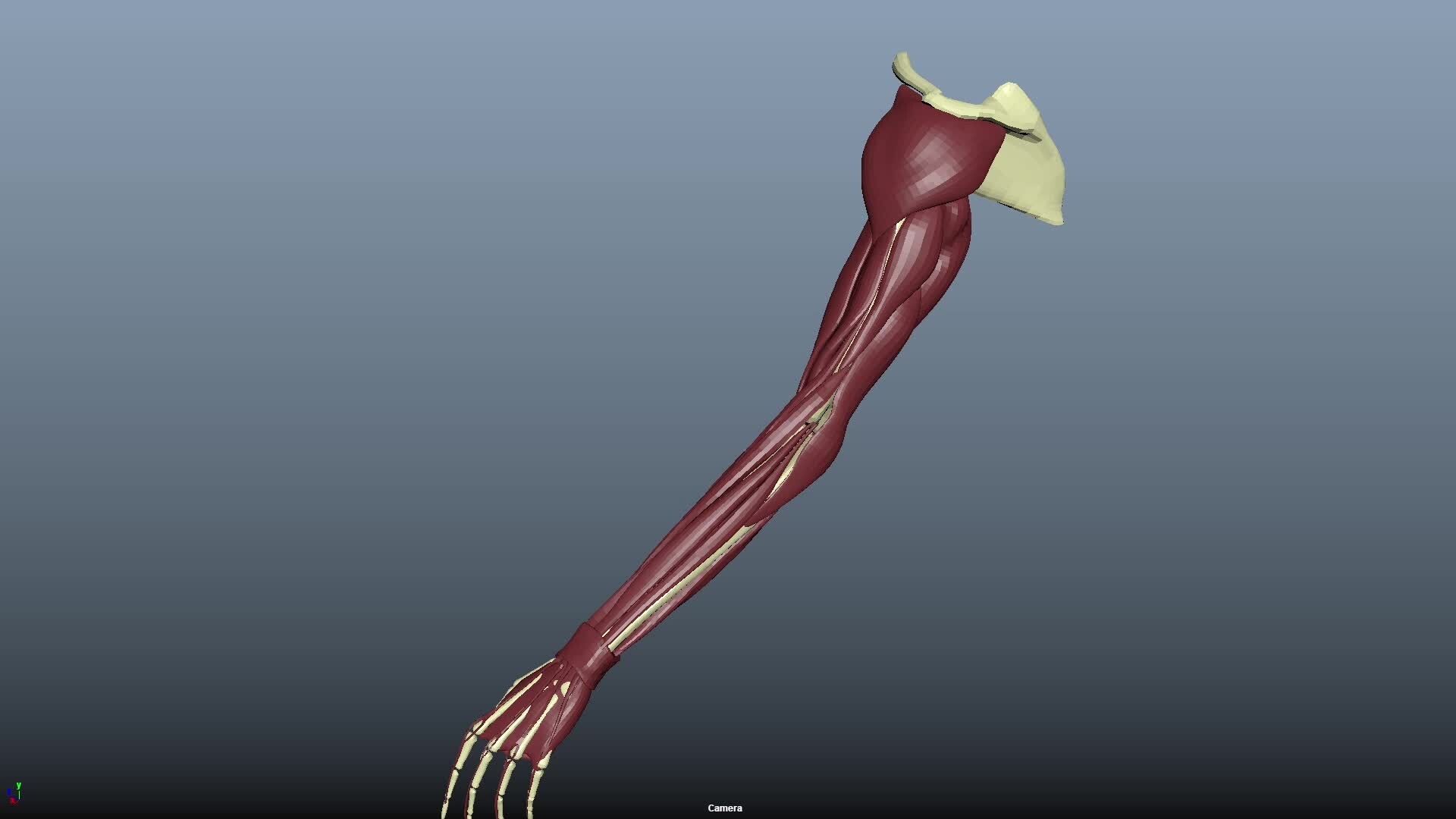 ArtStation - ZIVA Muscle