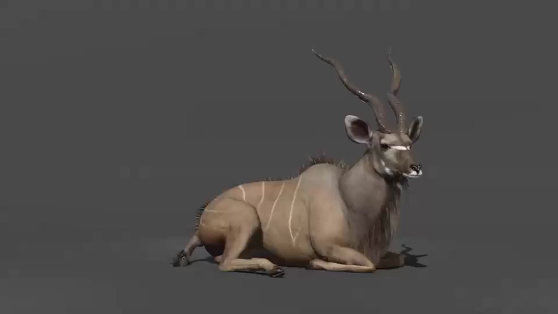 ArtStation - Greater Kudu - Lying, sleeping animations