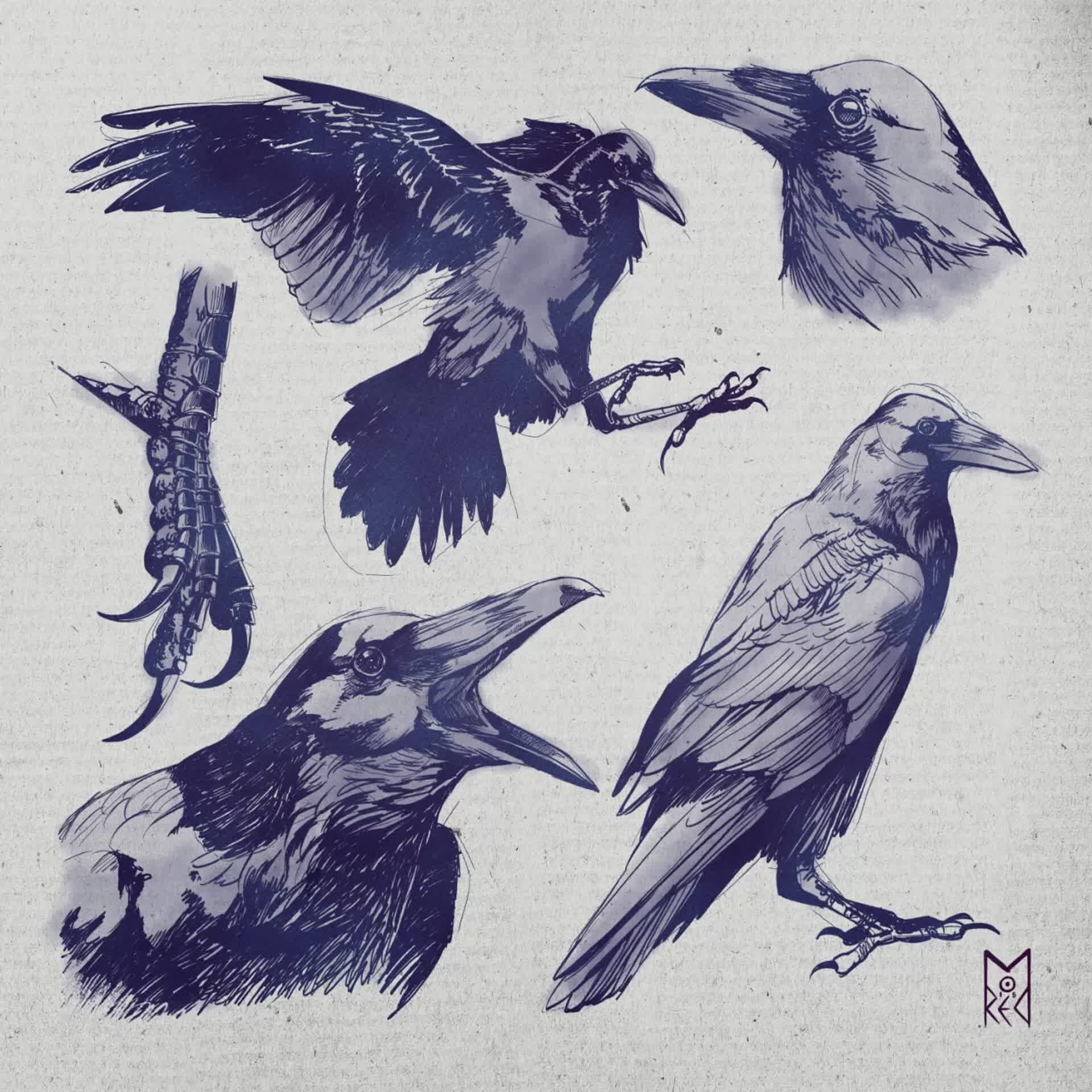 ArtStation - Crow study