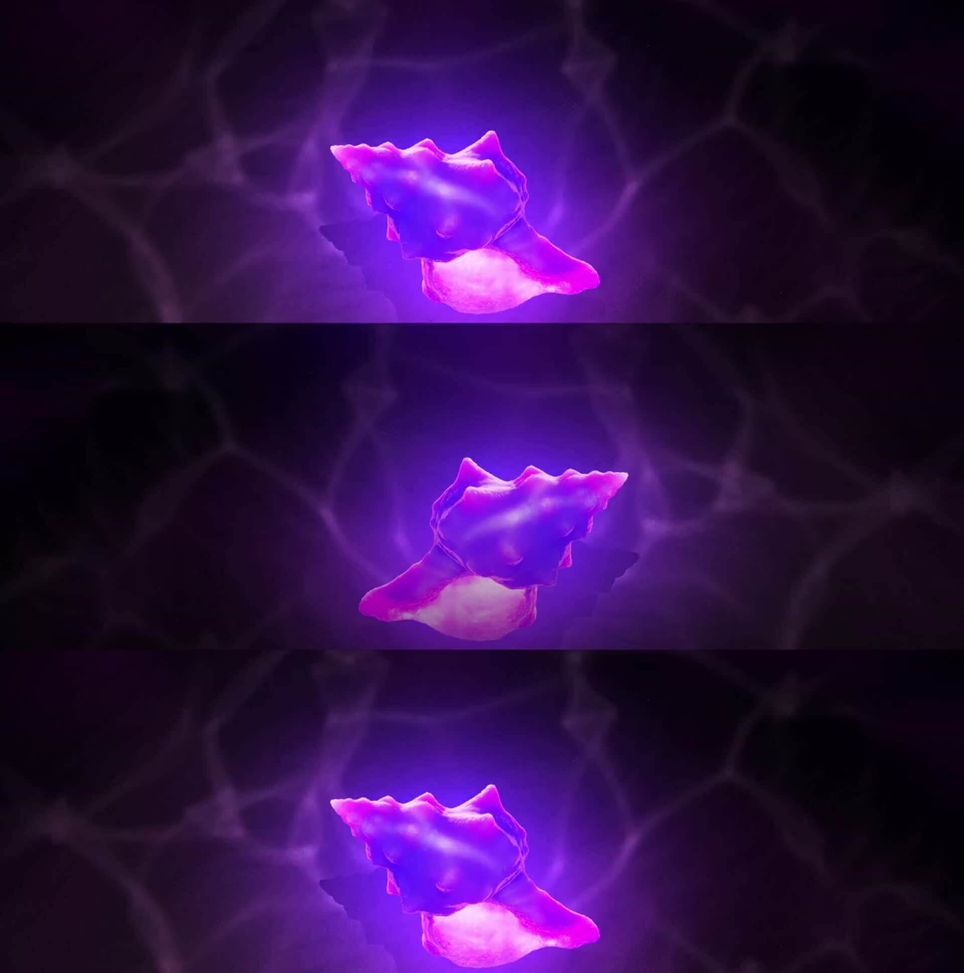 Mahmoud Quaddoura - Sea shell visual