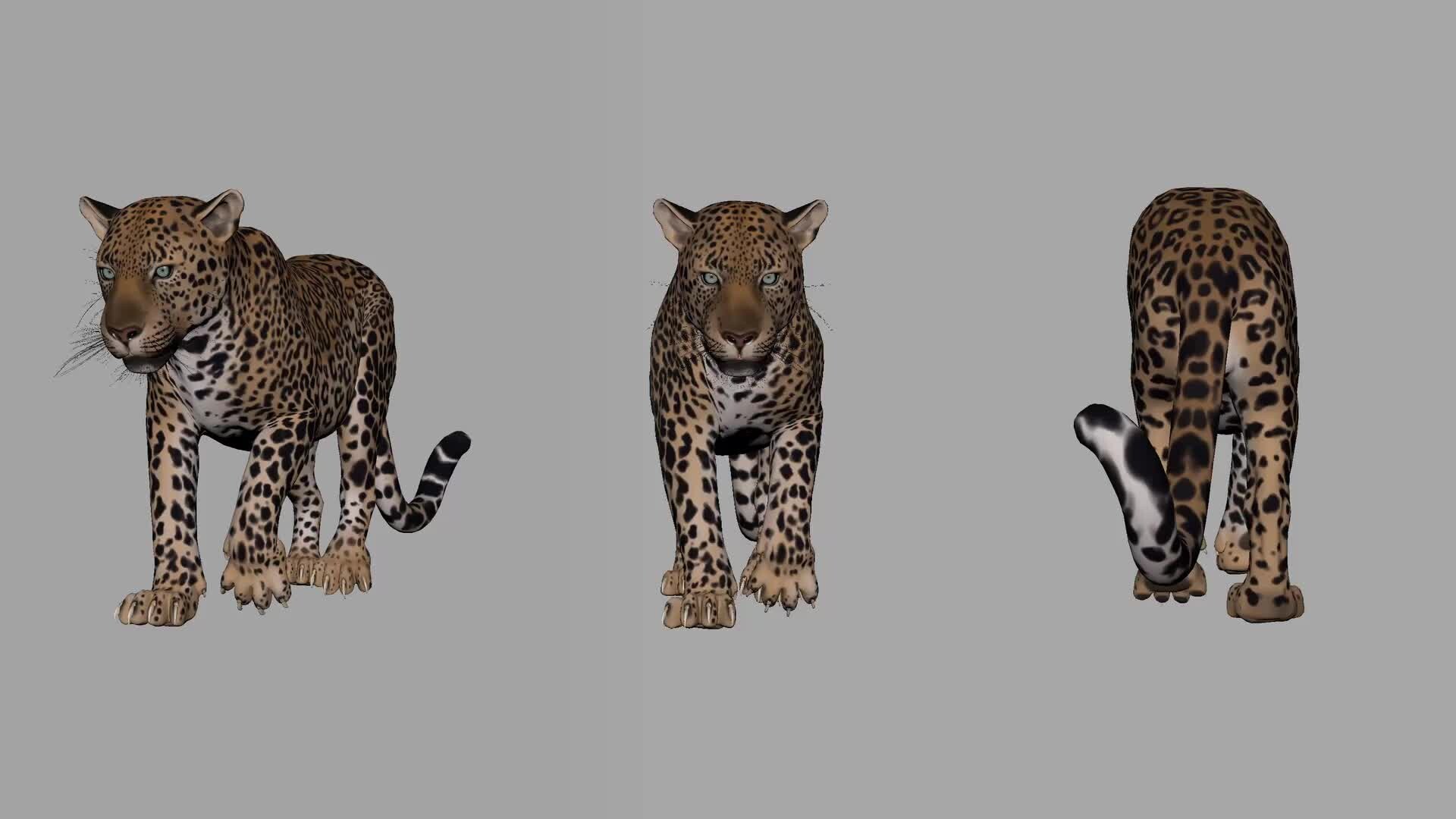 ArtStation - Leopard Walk Cycle in Maya: Elegance in Motion