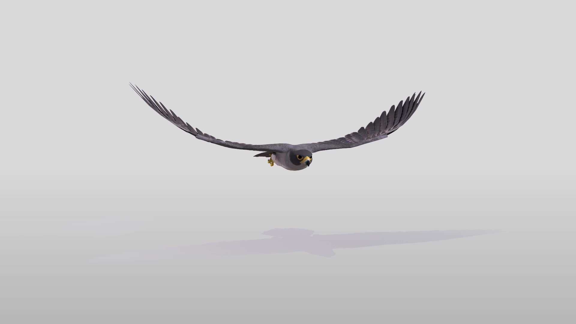 ArtStation - 3D Falcon Flight Cycle Animation