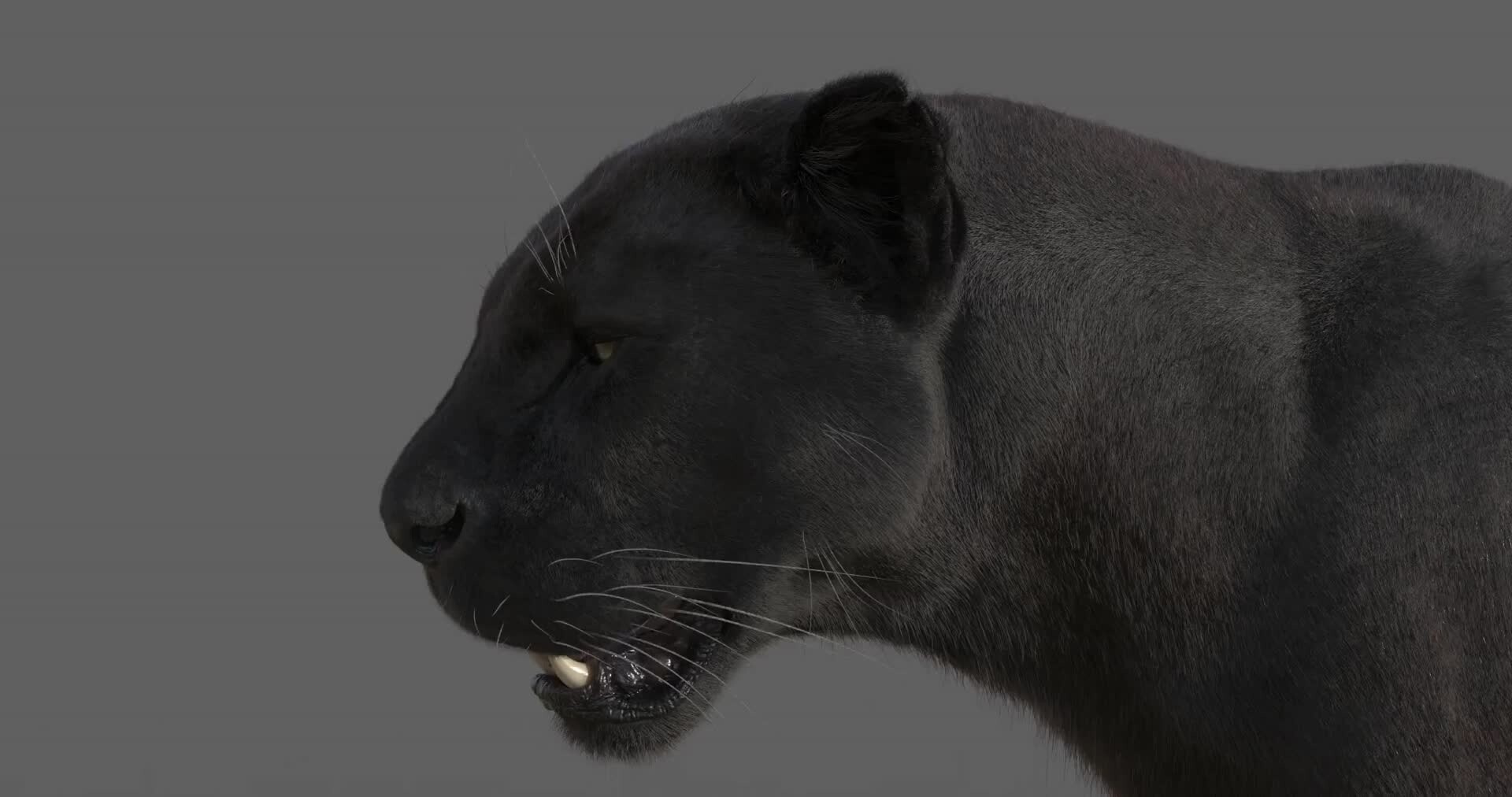 ArtStation - Black Leopard Groom