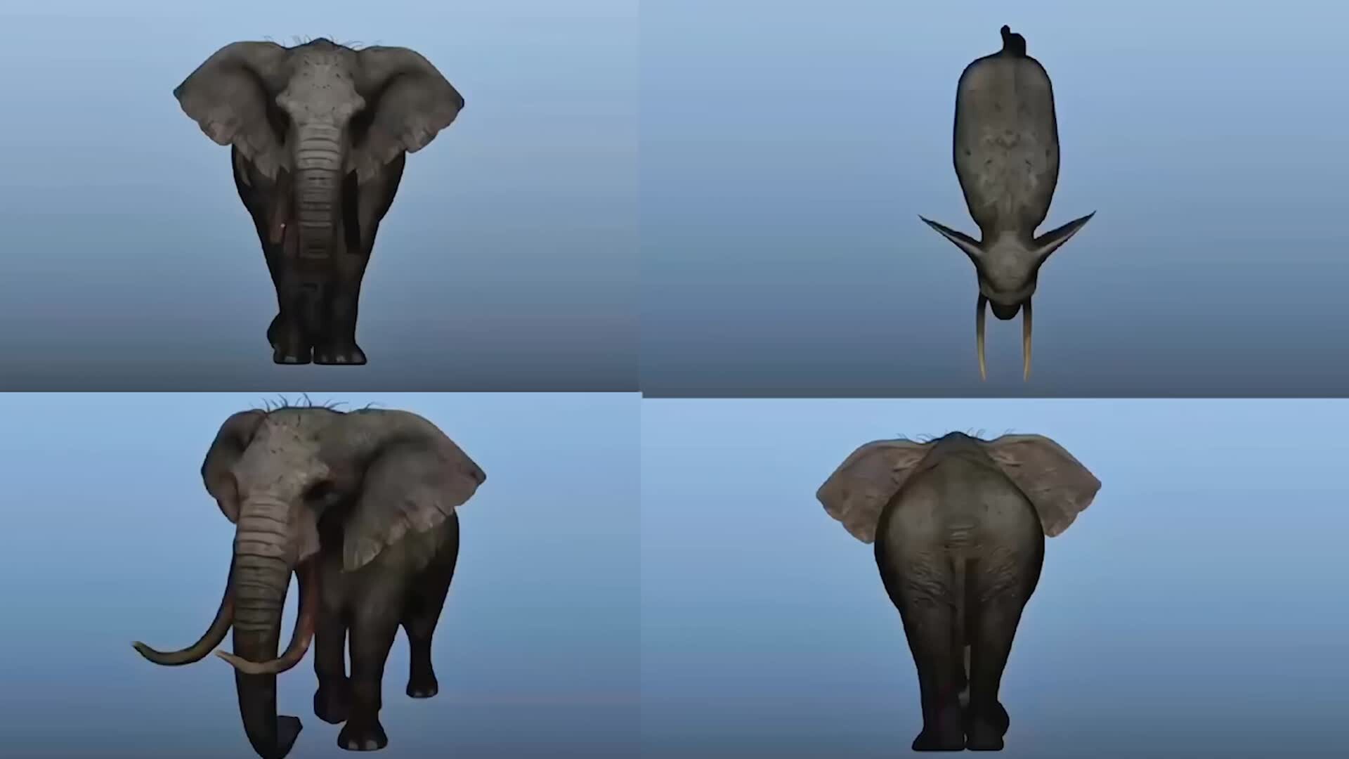 ArtStation - #Elephant walk Animation in four different views