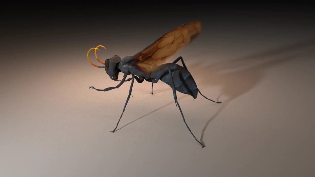 ArtStation - Tarantula Hawk (turn)