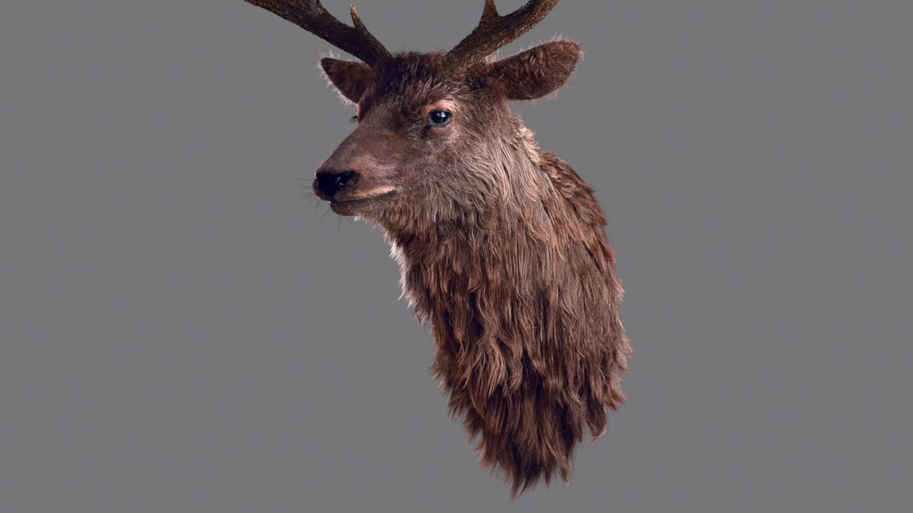 ArtStation - xGen Groom Test : Wapiti Head