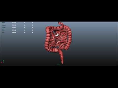 ArtStation - Human Intestines Game Assets.