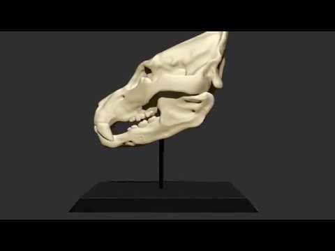 ArtStation - Naga Skull