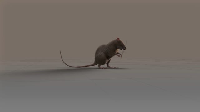 ArtStation - Rat model