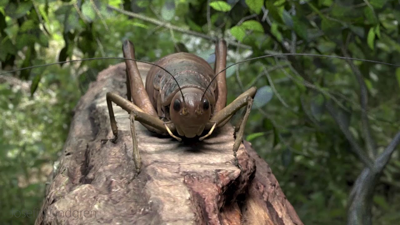 Josefin Lindgren - Giant Weta