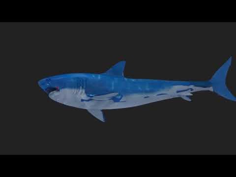ArtStation - Shark Swimming Animation