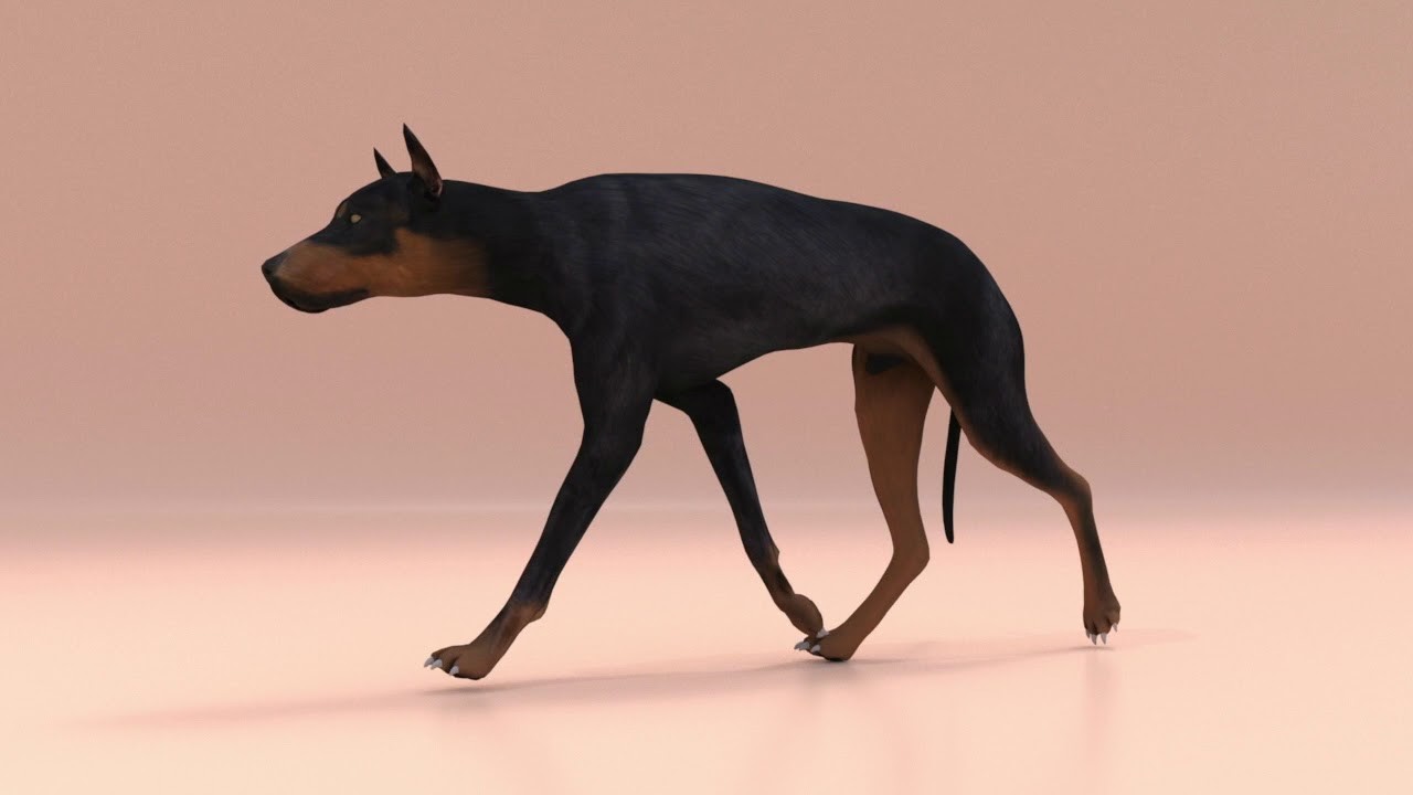 ArtStation - Walk Cycle - Dog