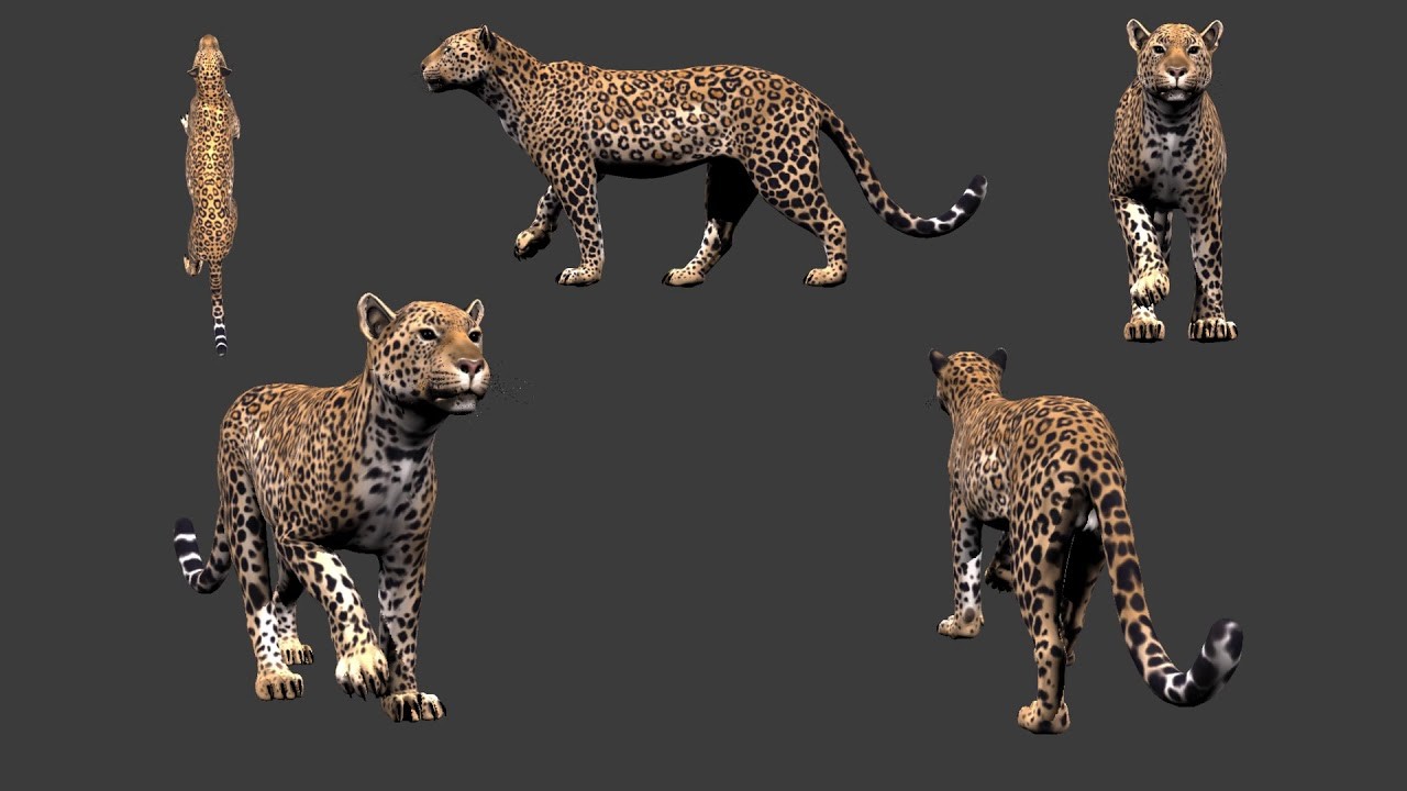 ArtStation - 3D Leopard Animation Showreel
