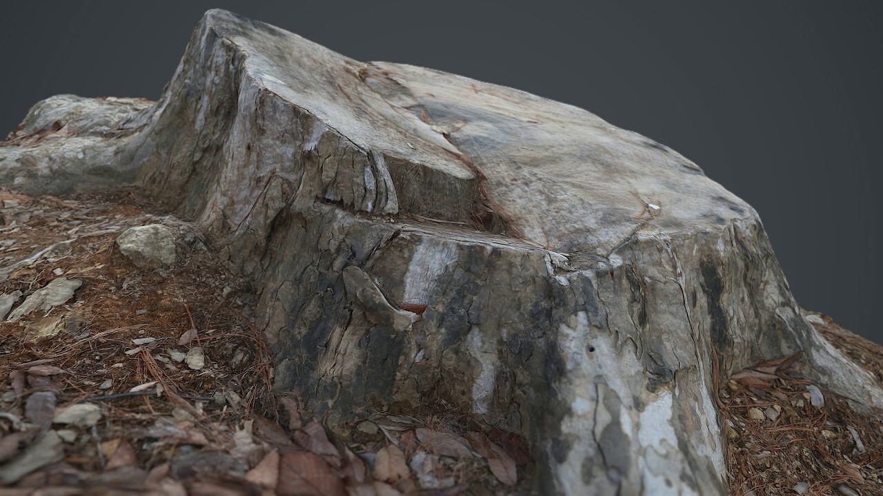 ArtStation - Photo Geometry_Truncated tree 2