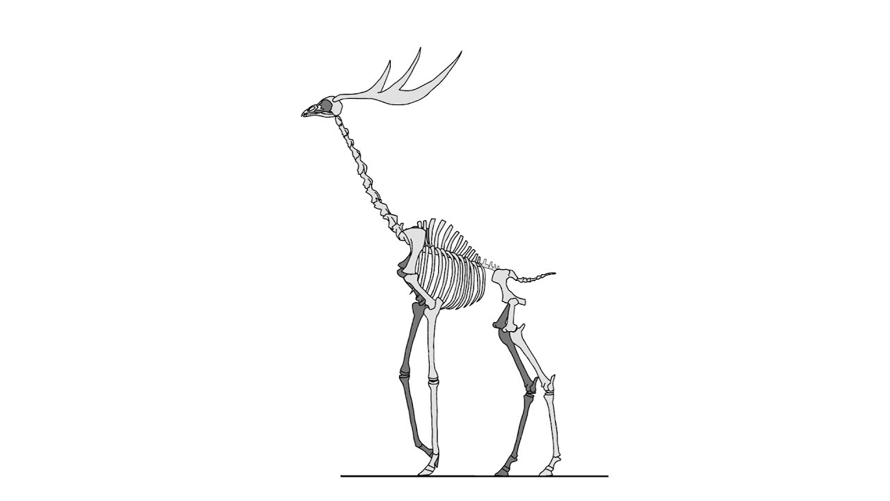 ArtStation - Creature Walk Cycle