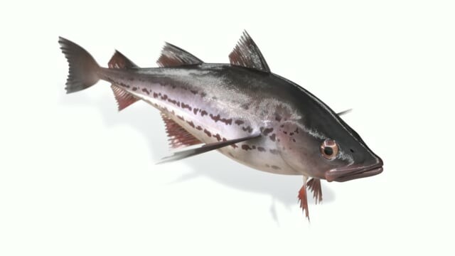 ArtStation - Realistic fish animation