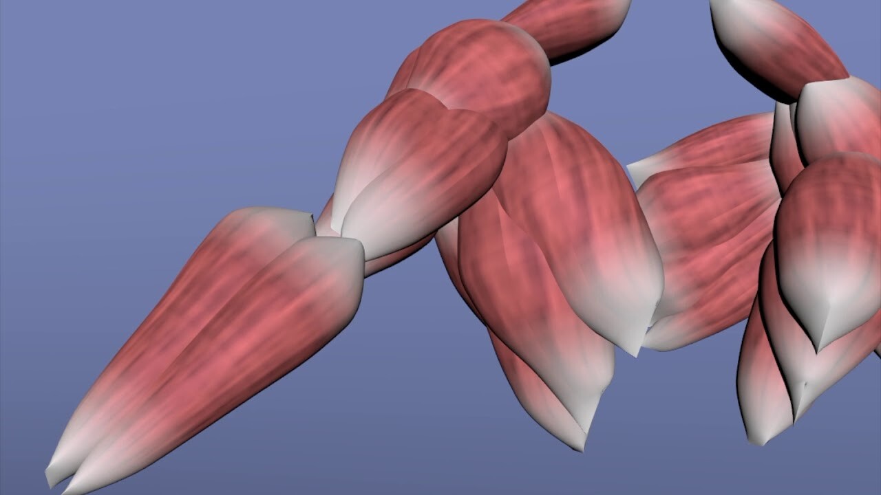 ArtStation - Demo muscle