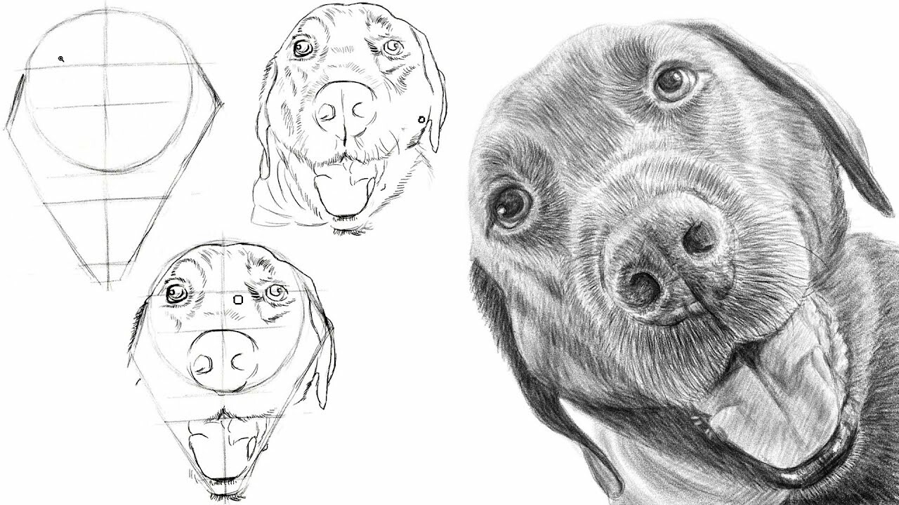 ArtStation - HOW TO DRAW a DOG with Pencils - Custom pet portrait