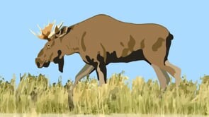 ArtStation - Moose Walk Cycle