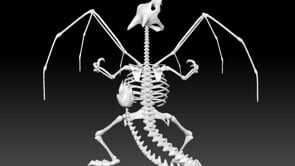 ArtStation - Pokemon Skeleton Charizard