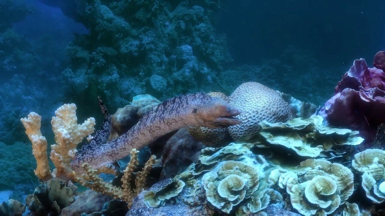 ArtStation - Moray eel