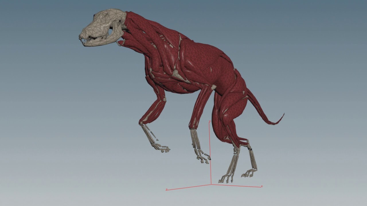 ArtStation - Muscle Sim R&D using Houdini Vellum
