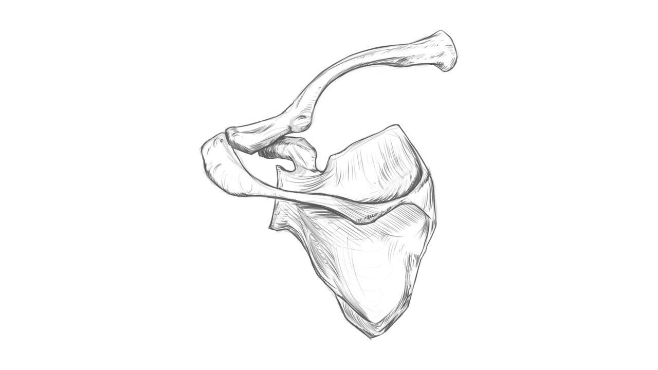 ArtStation - Sketch of the scapula and clavicle union.