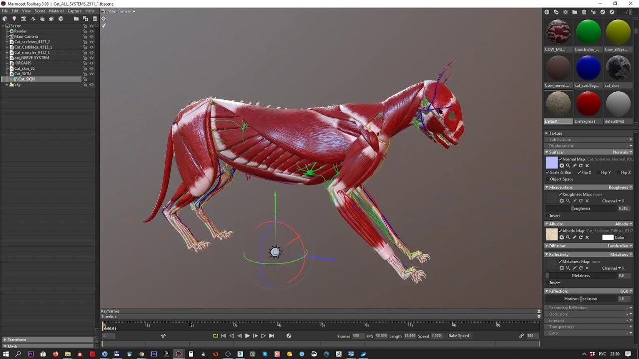 ArtStation - 3d anatomy CAT ALL SYSTEMS. Showcase of 3d model Cat ...
