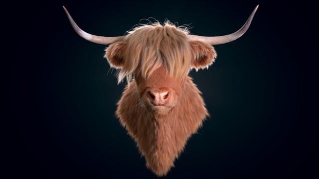 ArtStation - Highlands Cow Realistic Hair Dynamics (HOUDINI)