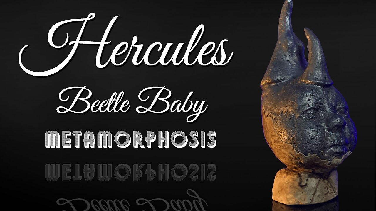 ArtStation - Hercules Beetle Baby Metamorphosis