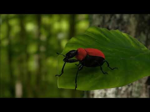 ArtStation - 3D Insect Animation