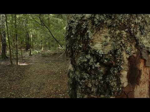 ArtStation - Totally real tree