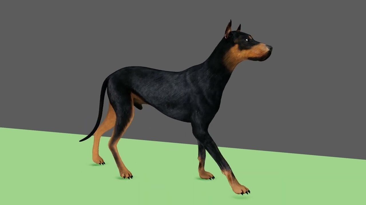 ArtStation - Dog walking to gallop 3D animation