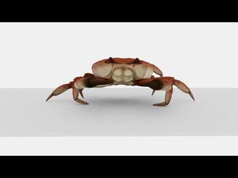 ArtStation - Crab Walk Cycle