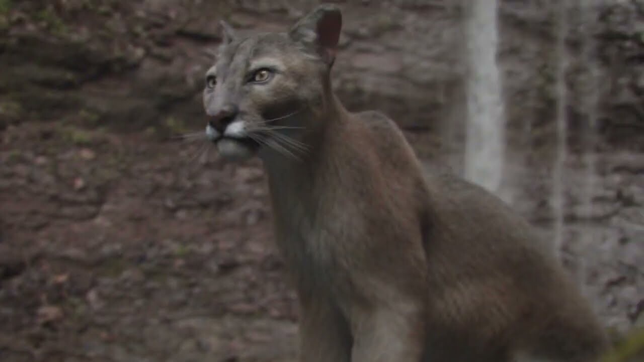 ArtStation - Puma CGI