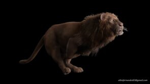 ArtStation - Lion Sim Test