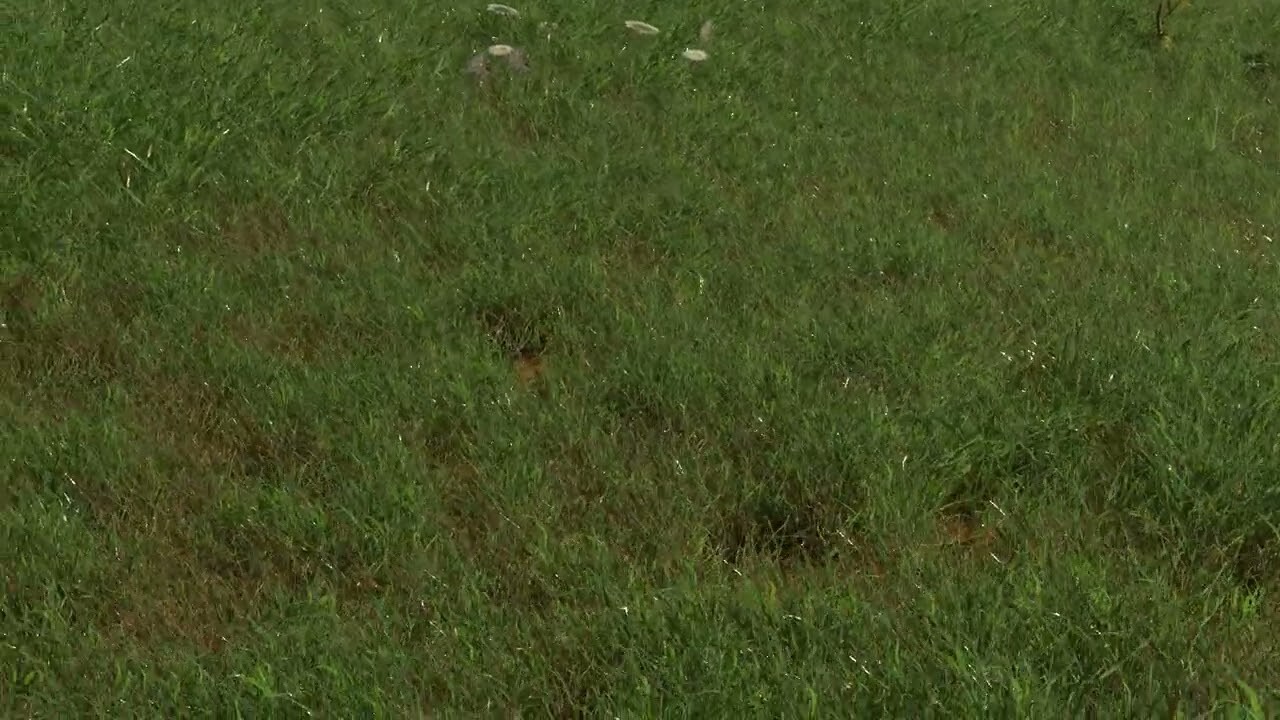 ArtStation - Grass Animation