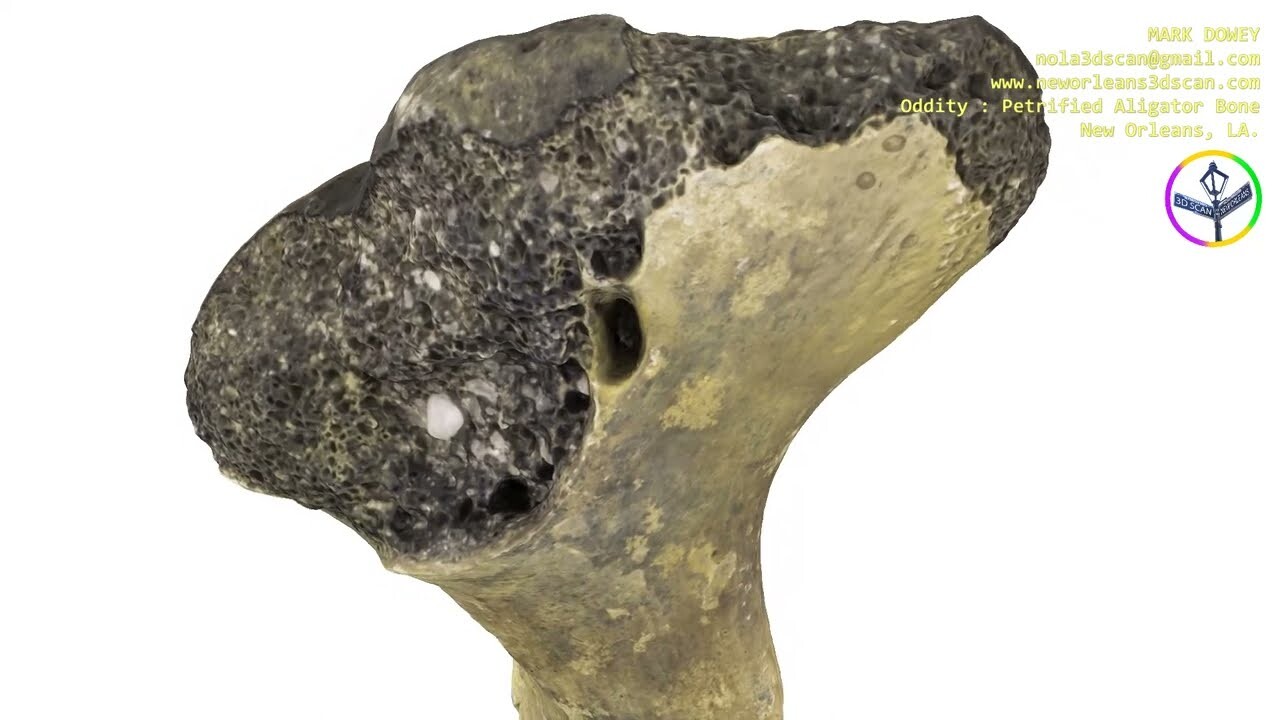 ArtStation - Photogrammetry - Oddity : Petrified Alligator Bone - New ...