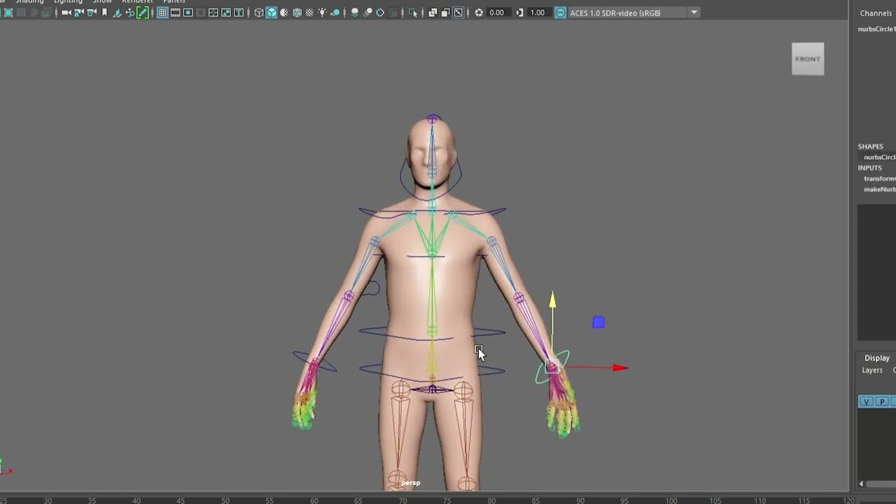 ArtStation - Human Body Rigging