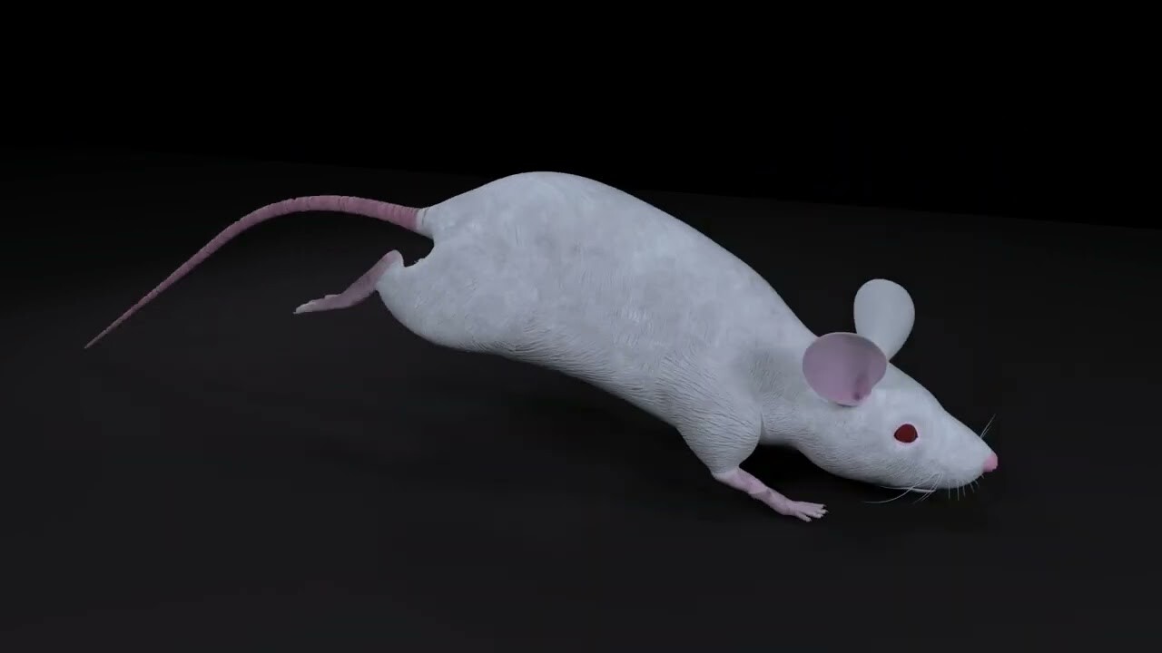 ArtStation - Animação - Rato correndo